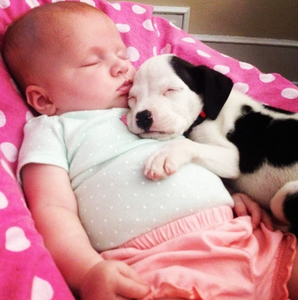 Baby and Pit Bull Snuggle Up, Are Adorable Best Friends - The Hollywood ...