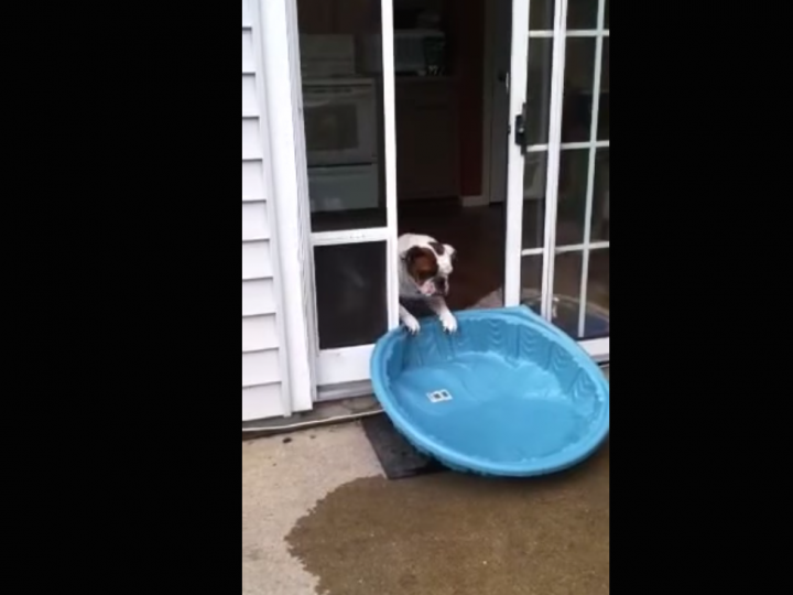 Genius Bulldog Empties Pool, Drags New Toy Inside - The Hollywood Gossip