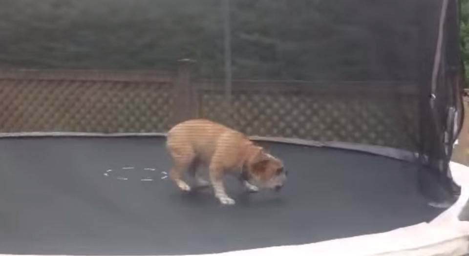 Bulldog Runs, Jumps, Flips, Has Time of His Life on Trampoline - The ...
