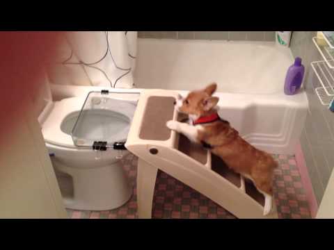 Corgi Cuteness: A Collection - The Hollywood Gossip