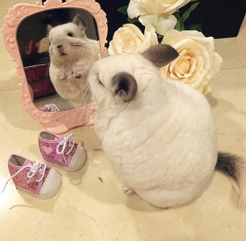Cutest. Chinchilla. Photos. Ever. - The Hollywood Gossip