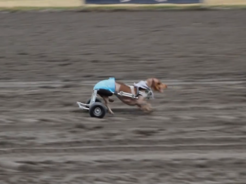 Anderson Pooper, Disabled Dachshund, Competes in Wiener Dog Race - The ...