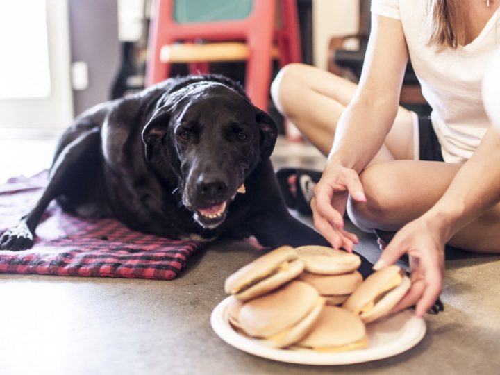 Dog Enjoys Amazing Last Day Of Life See The Pics Cry All The Tears The Hollywood Gossip dog-enjoys-amazing-last-day-of-life-see-the-pics-cry-all-the-tears-the-hollywood-gossip