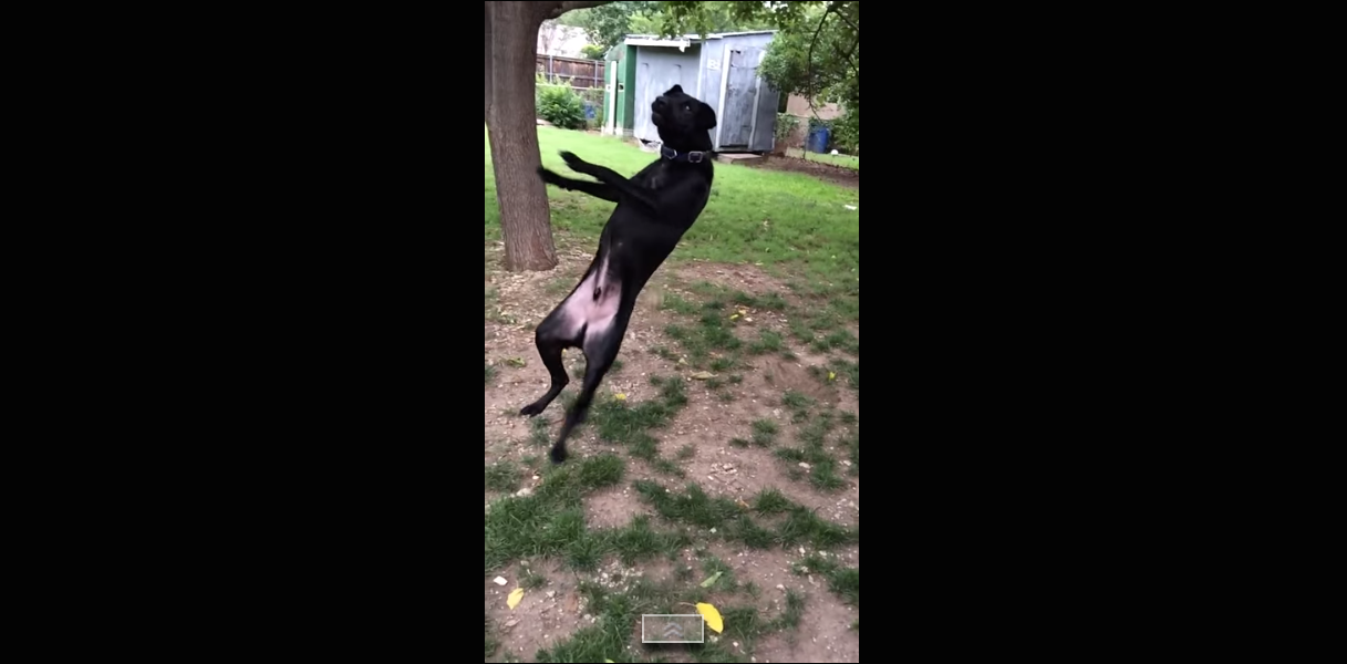 Dog Tries, Fails to Catch Tennis Ball: Fun with Slow Motion! - The ...