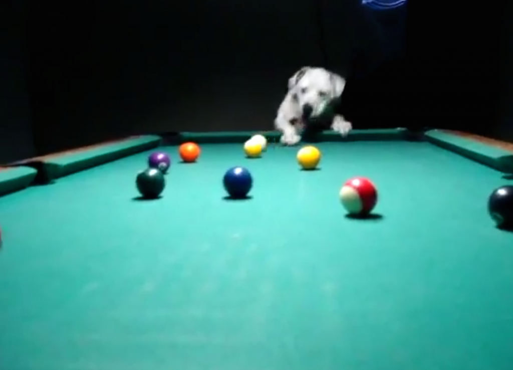 This Dog is Really Good at Pool - The Hollywood Gossip