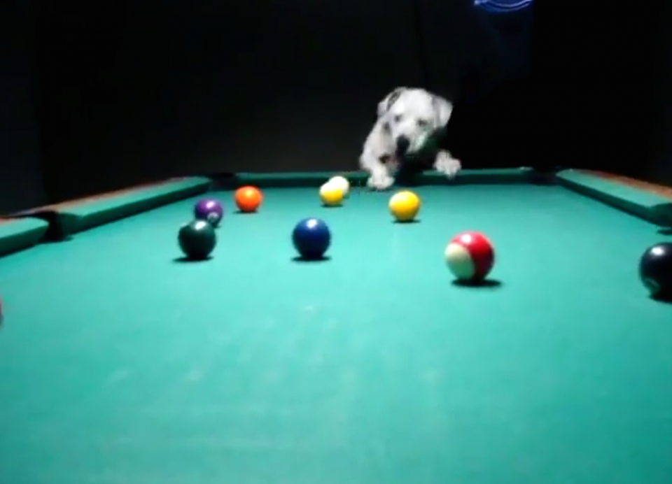 This Dog is Really Good at Pool - The Hollywood Gossip