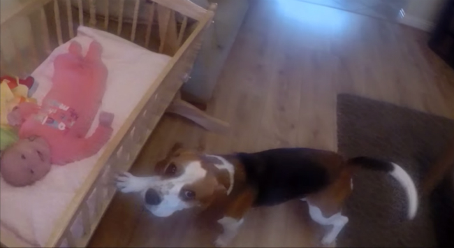 Adorable Dog Helps Rock Baby to Sleep: Watch Now! - The Hollywood Gossip