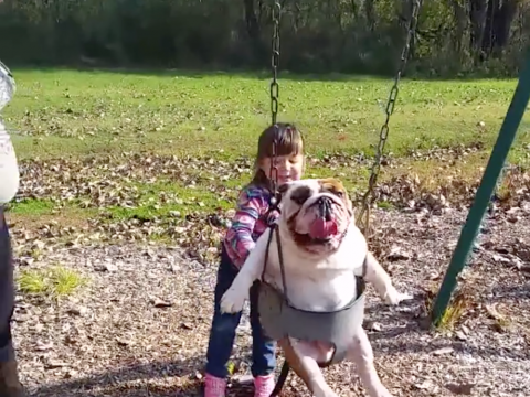 Little Girl Pushes Bulldog in a Swing, Aims to Break Internet with ...