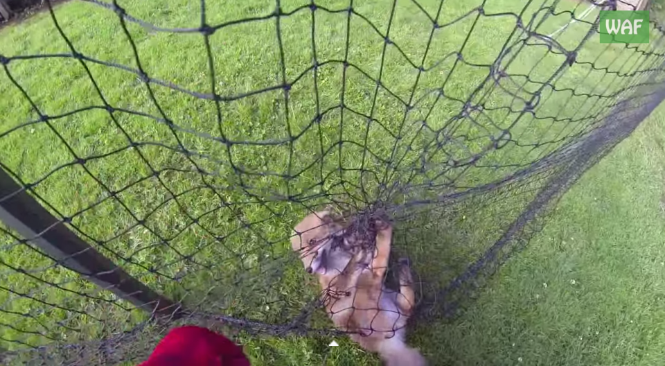Man Captures Baby Fox Rescue on Camera: See the Footage! - The ...