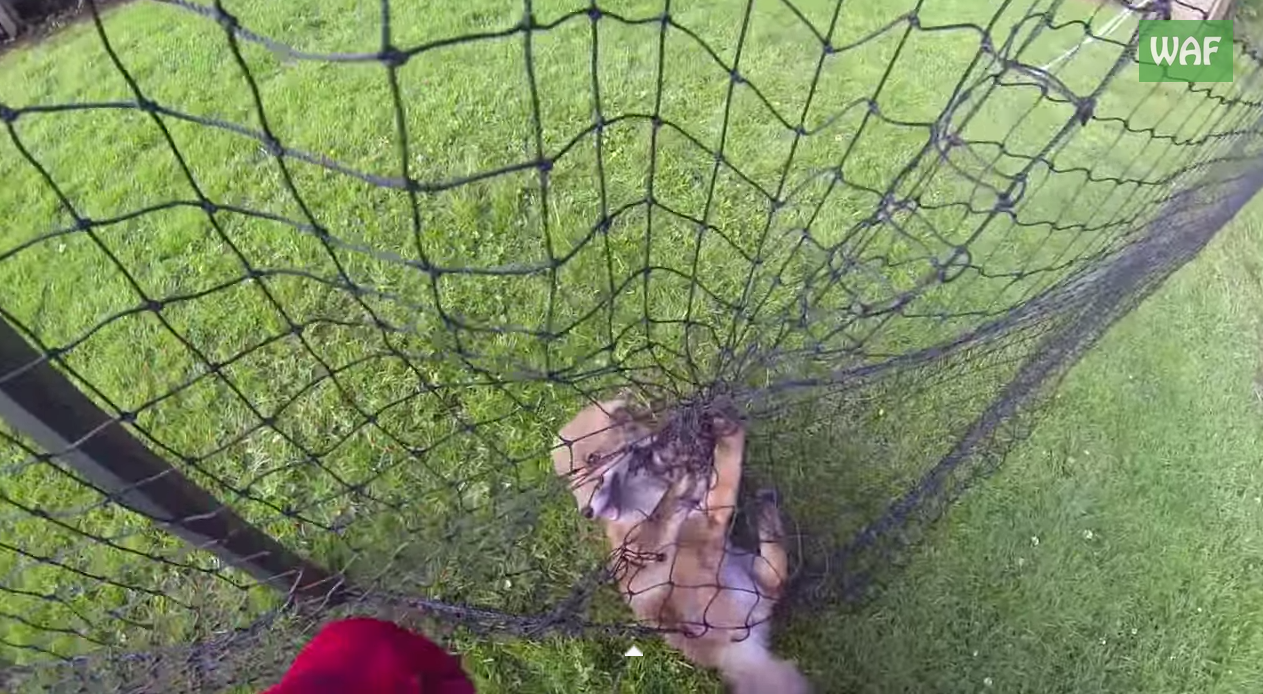 13 Amazing Animal Rescues - The Hollywood Gossip