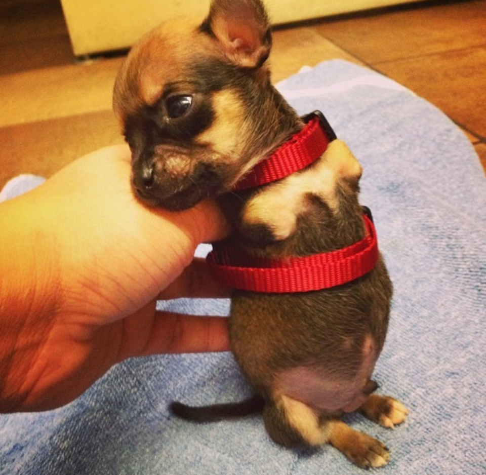 Meet Two-Legged Dog, Turbo - The Hollywood Gossip