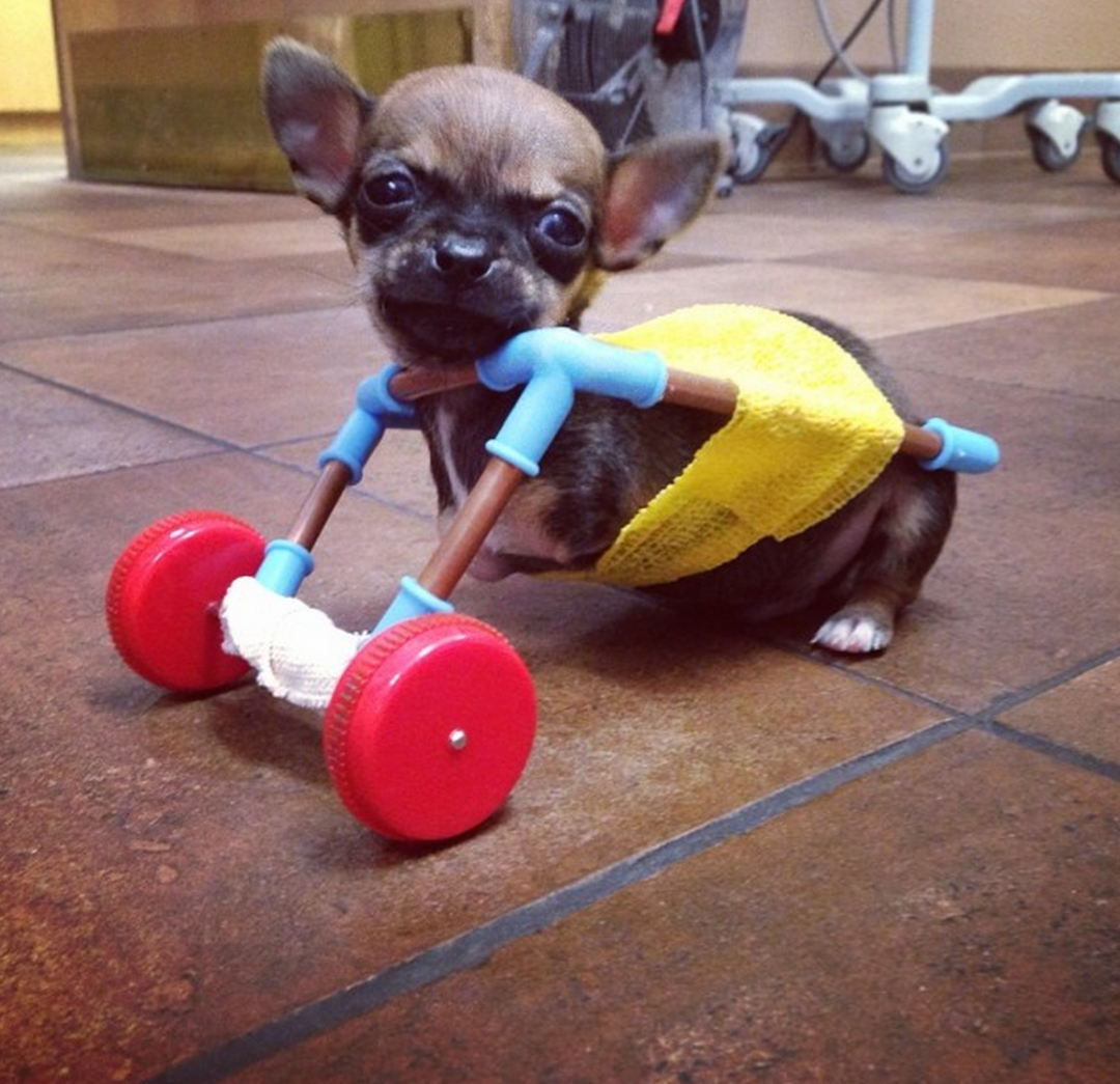 Turbo, Two-Legged Dog, Inspires All in Toy Wheelchair - The Hollywood ...