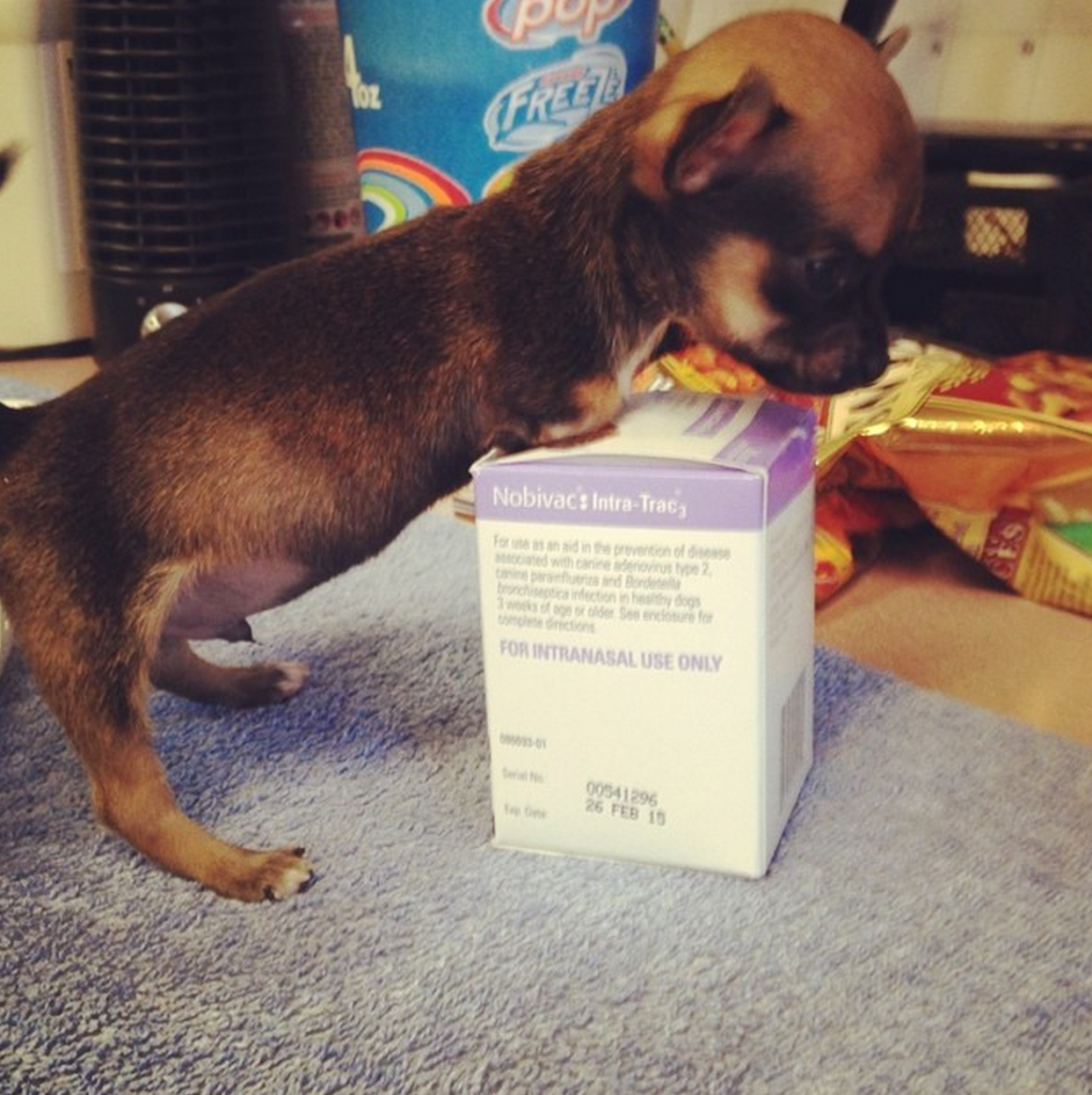 Meet Two-Legged Dog, Turbo - The Hollywood Gossip