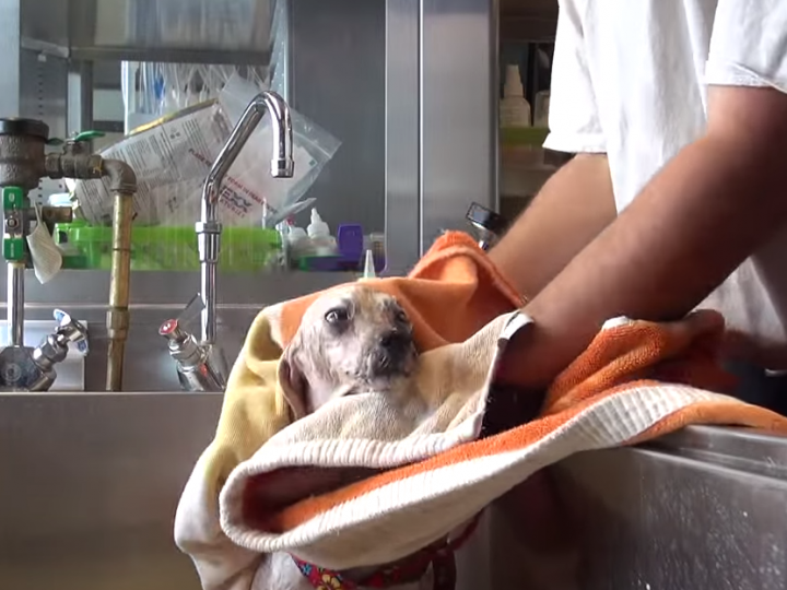 9 Amazing Animal Rescues That Will Move You to Tears - The Hollywood Gossip