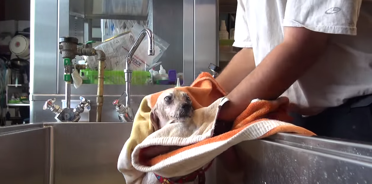 9 Amazing Animal Rescues That Will Move You to Tears - The Hollywood Gossip