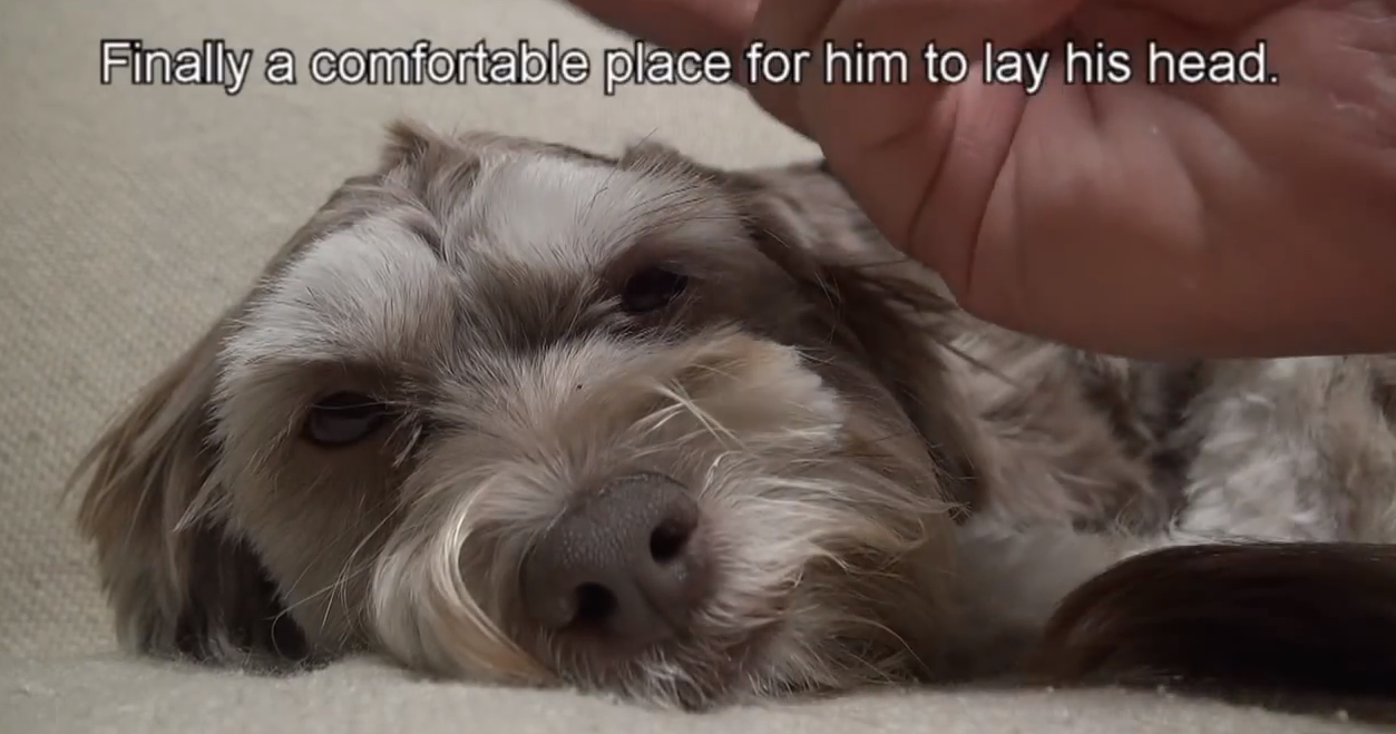 13 Amazing Animal Rescues - The Hollywood Gossip