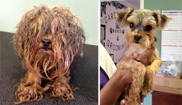 13 Before-and-After Rescue Dog Photos (#12 is AMAZING!) - The Hollywood ...