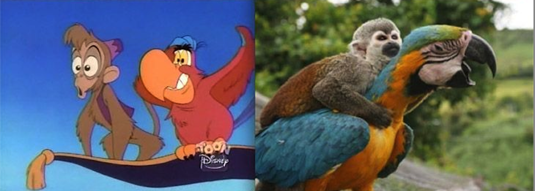 11 Disney Animals Found in Real Life - The Hollywood Gossip