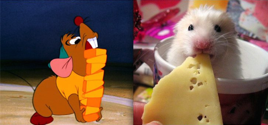 11 Disney Animals Found in Real Life - The Hollywood Gossip