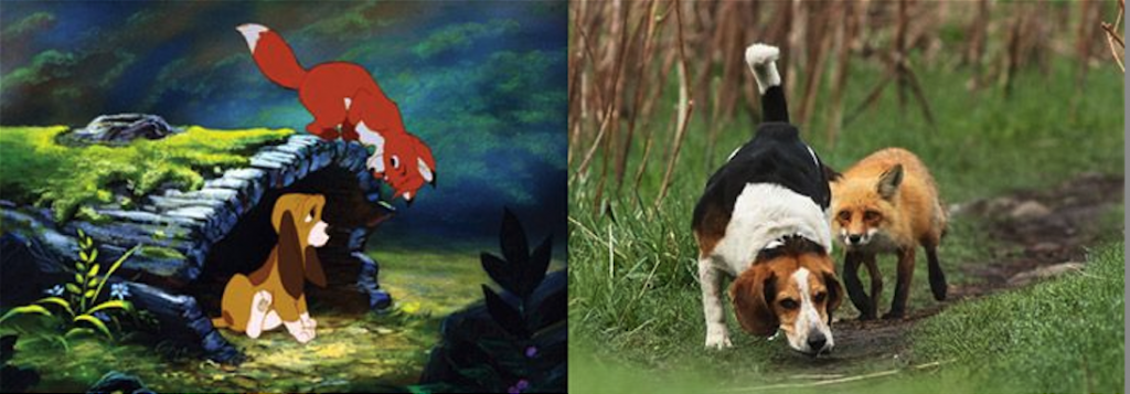 11 Disney Animals Found in Real Life - The Hollywood Gossip