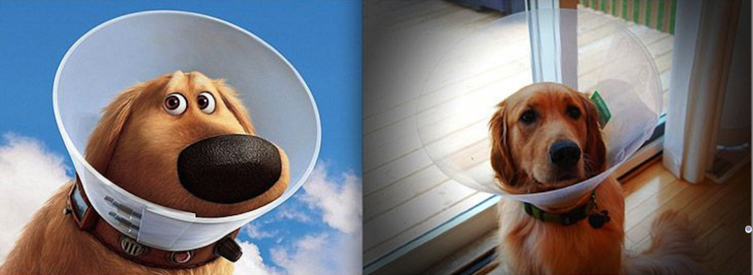 11 Disney Animals Who Apparently Exist in Real Life - The Hollywood Gossip