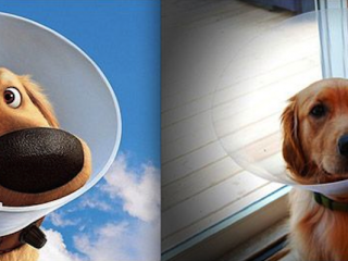 11 Disney Animals Found in Real Life - The Hollywood Gossip