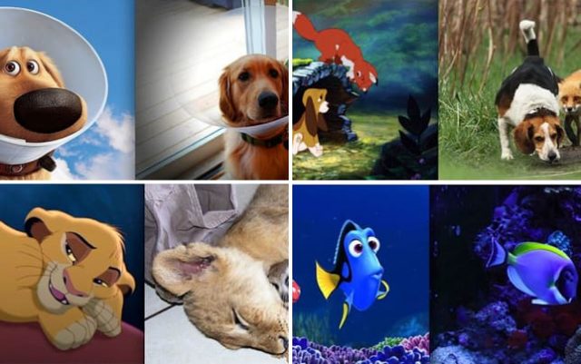 11 Disney Animals Found in Real Life - The Hollywood Gossip