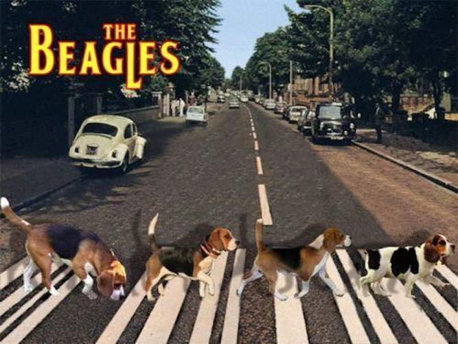 #DogBands Go Viral, Crack Up Internet: Meet The Beagles! - The ...