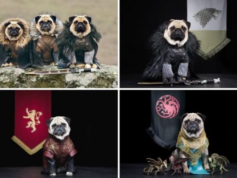 Dogs Dress Like Game of Thrones Characters - The Hollywood Gossip