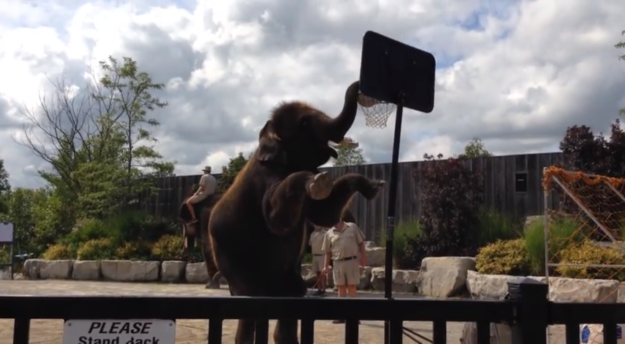 13 Viral Elephant Videos - The Hollywood Gossip