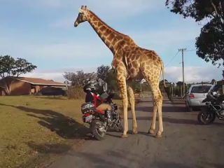 Giraffe Attempts to Join Sons of Anarchy, Really Wants to Ride ...