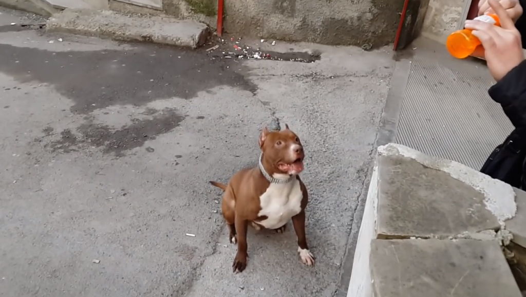 Pitt Bull Loves Bubbles More Than You Love Anything - The Hollywood Gossip