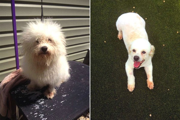 Shelter Dog Beauty Contest Photos - The Hollywood Gossip