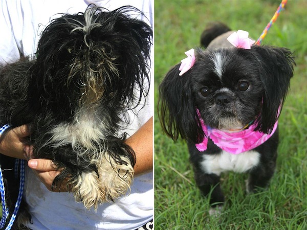 Shelter Dogs Undergo Amazing Transformations: See the Pics! - The ...