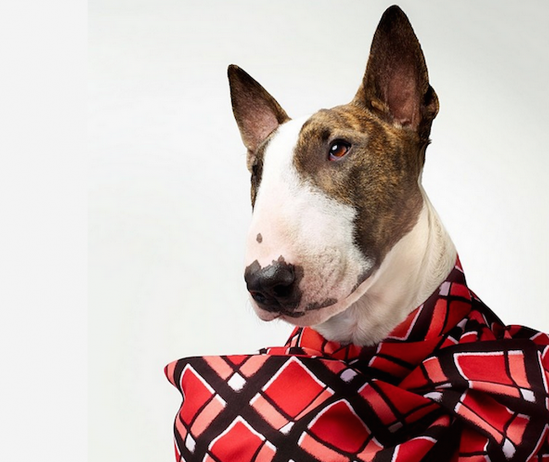 11 Stylish Dogs Who Are Totally in Fashion: Take This, Kendall Jenner ...