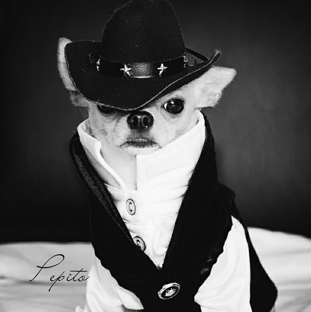 11 Dogs With Impeccable Fashion Taste - The Hollywood Gossip