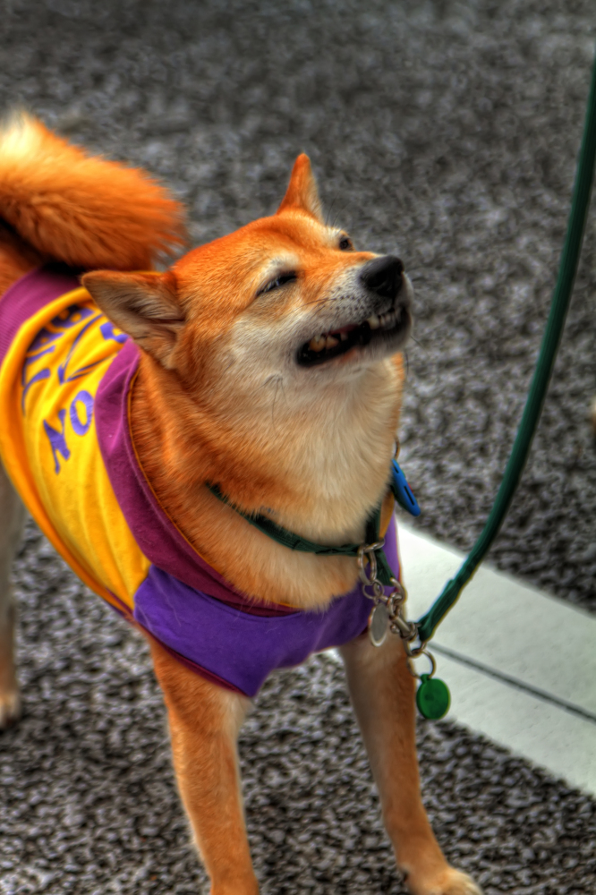 21 Dogs Who Are Loving Life - The Hollywood Gossip