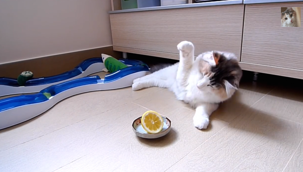 Cat Does Battle with Lemon, Wonders: What is This Thing?!? - The ...