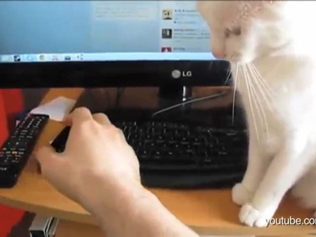 Cats Bullying People: A Crazy Compilation - The Hollywood Gossip