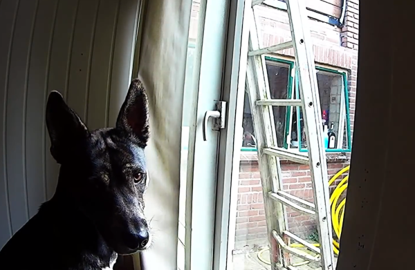 Genius Dog Unlocks Window, Makes Daring Daytime Escape - The Hollywood ...