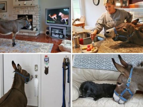Donkey Lives Indoors: See the Photos! - The Hollywood Gossip