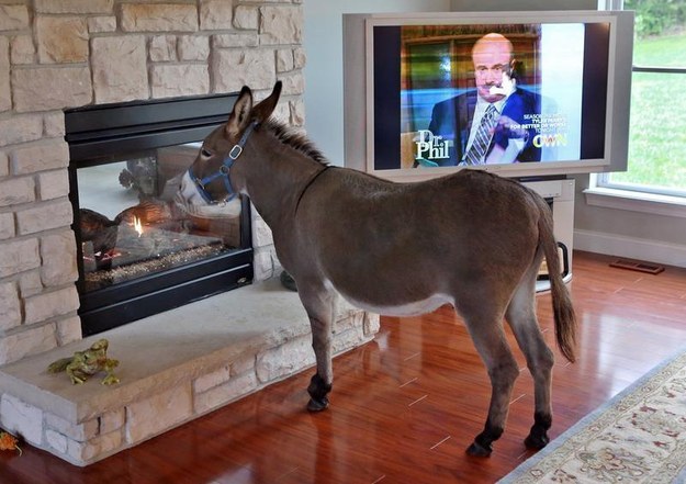 Donkey Lives Indoors: See the Photos! - The Hollywood Gossip