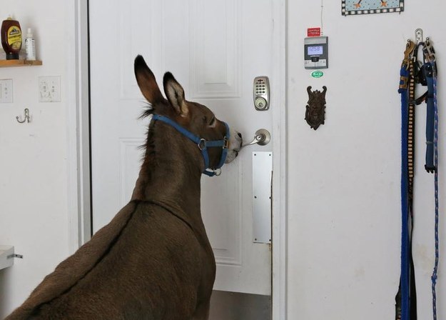 Donkey Lives Indoors: See the Photos! - The Hollywood Gossip
