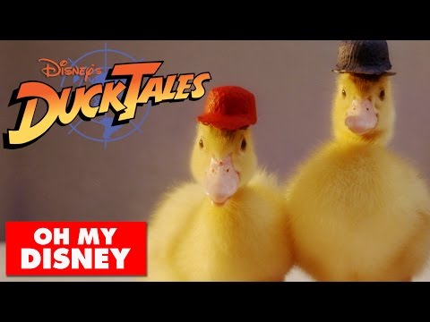 Duck Tales Theme Song: Reenacted By Actual Ducks! - The Hollywood Gossip