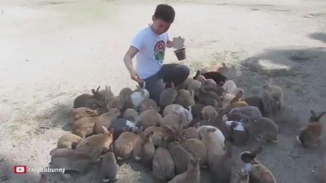 Japanese Bunnies Attack Man with Snuggles: Watch Now! - The Hollywood ...