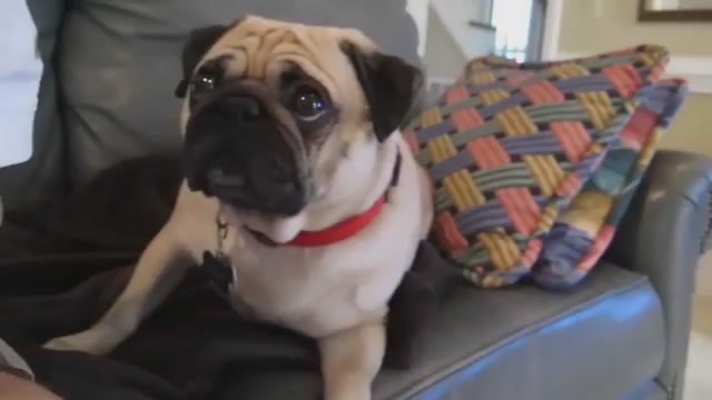Owner Guilt Trips Pug for Unruly Behavior: Watch Dog's Precious ...