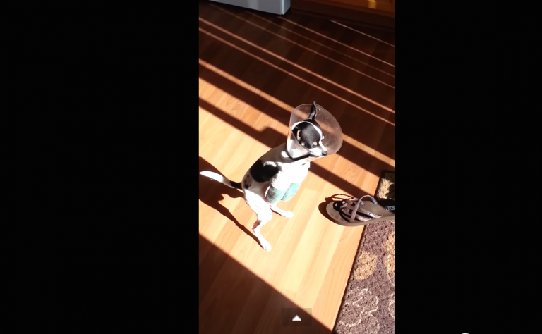 Two-Legged Dog Hops All Around, Makes Most of Life - The Hollywood Gossip