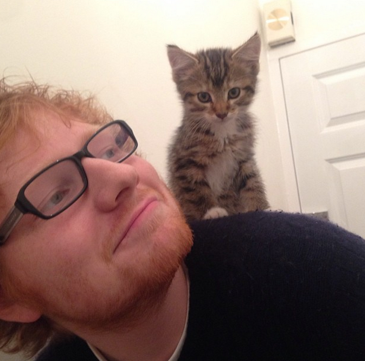 11 Celebrities Who Really Love Their Cats - The Hollywood Gossip