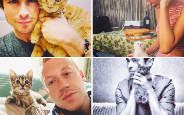 11 Celebrities Who Really Love Their Cats - The Hollywood Gossip