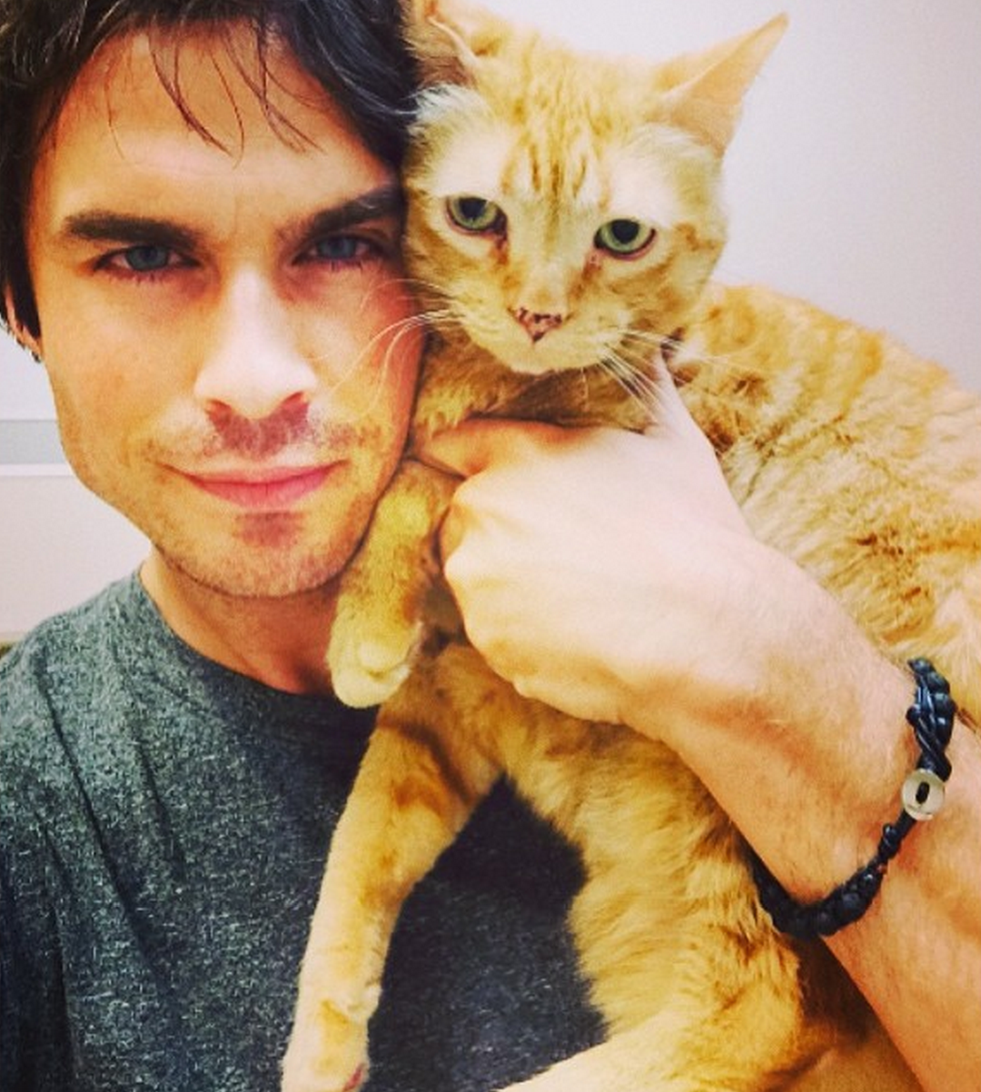 National Cat Day 11 Stars Who Are Not Totally Crazy Cat People The